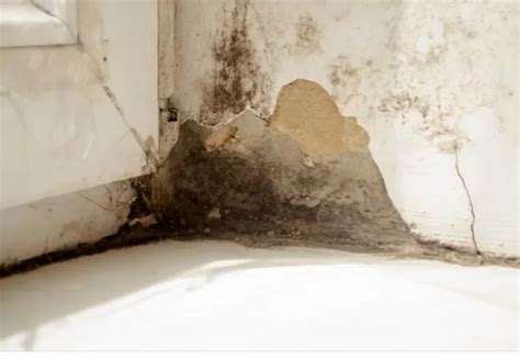 Black Mold Symptoms What You Need To Know To Protect Your Health