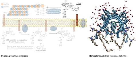 Antibiotic Biosynthesis The Mccafferty Lab