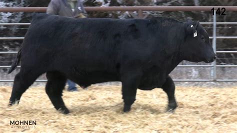 Lot 142 Mohnen Angus Power Of Genetics Angus And Simmental Bull