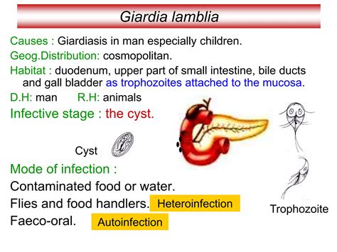 3 Giardialamblia 1 Ppt