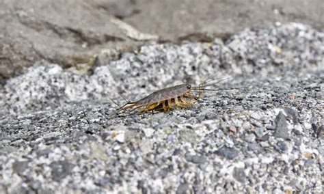 Sea Roach Animal Pictures A Z Animals