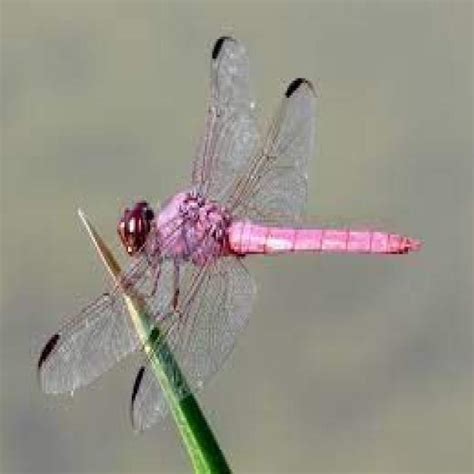 Insect Object Detection Dataset By Insect