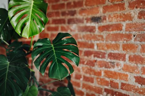 Monstera Plant Brick Wall Premium Photo Rawpixel