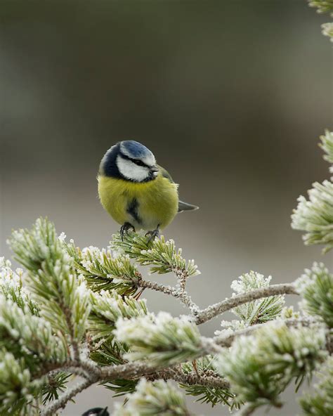 Tit Species In Speyside