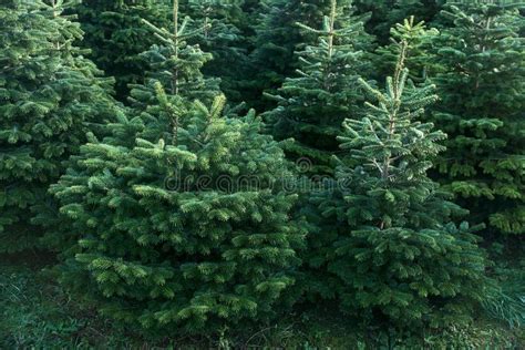Beautiful Small Fir Trees Seen At Glencullen Christmas Tree Farm Co