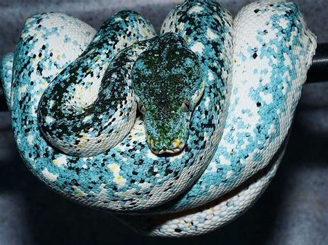 Green Tree Python Morph Identification