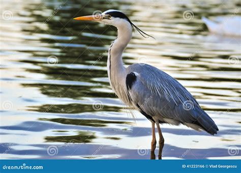 Bird Standing In Water At Crystal Twyman Blog