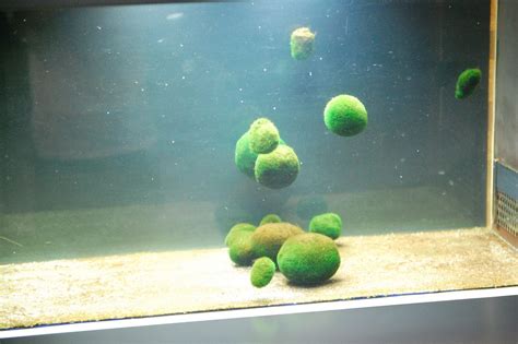 An Adorable Algae Ball Mystery Has Been Solved Atlas Obscura