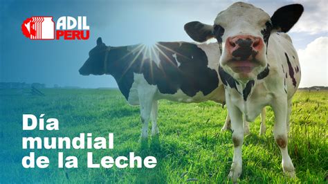 Celebramos El Día Mundial De La Leche Adil Lacteos