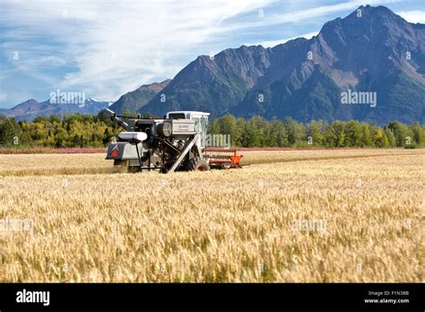 Farmer Operating Gleaner E3 1968 Allis Chalmers Combine Harvesting