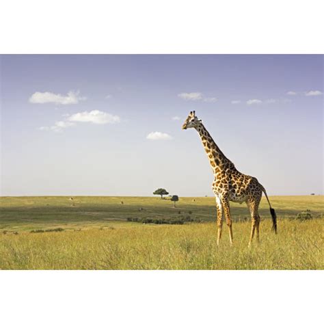 Latitude Run Giraffe In The Savannah By Wldavies No Frame Print On