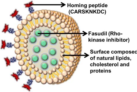 Figure 1 From Cell Permeable Peptide Conjugated Nanoerythrosomes Of