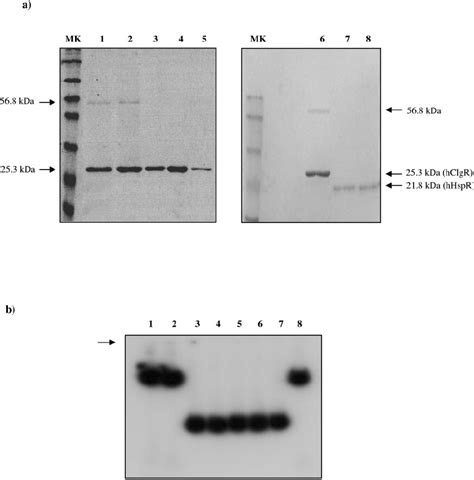Pull Down Assay To Identify The Cofactor Of Clgr A And Dna Binding