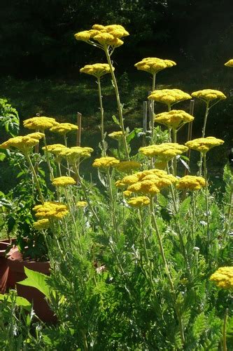 Hardy Perennials List Zone 6 And Colder Nclc 2023 Flashcards Quizlet