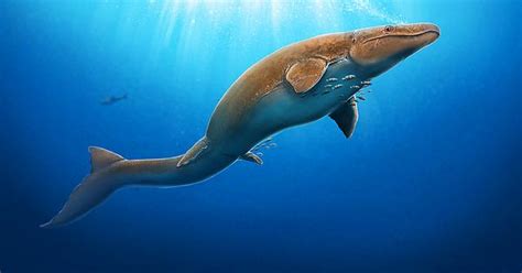 Fossil Collectors Discover Mississippi Was Once Home To The Worlds