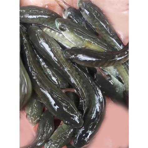 Murrel Fish Seed At ₹ 8piece Mudfish Seed In Rangareddy Id