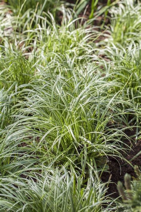 Carex Morrowii Silver Sceptre Garten Segge Für Beete