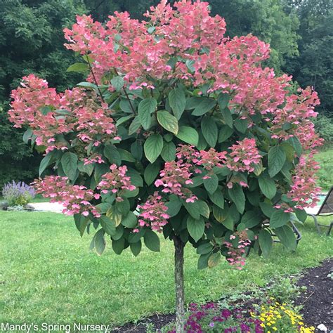 Quick Fire Hydrangea Tree Hydrangea Paniculata Bulk Mandy Spring