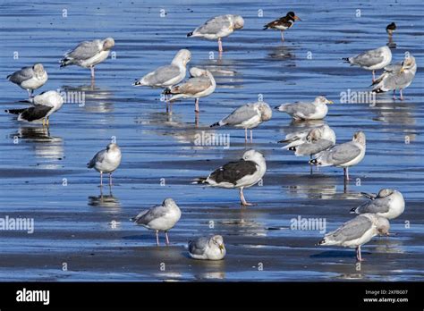 Flock Of European Herring Gulls Great Black Backed Gull And Lesser
