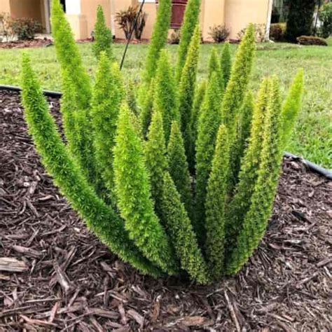 Foxtail Fern Care How To Grow Asparagus Densiflorus Ferns