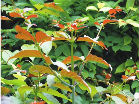 钩藤 补益调理药