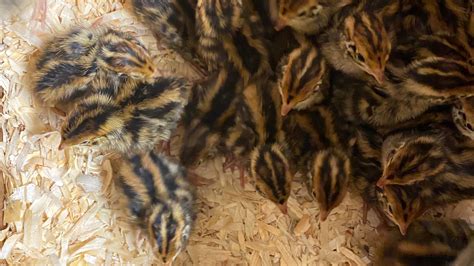 Breeding Coturnix Quail Hatching Time Blog