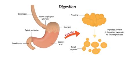 Understanding Lectin Sensitivity A Guide For Patients And Healthcare