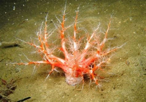 Ss Birgit And Otto D 28 4 2018 Havbasserne Fsu