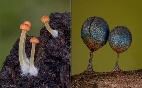 Mushroom Under Microscope
