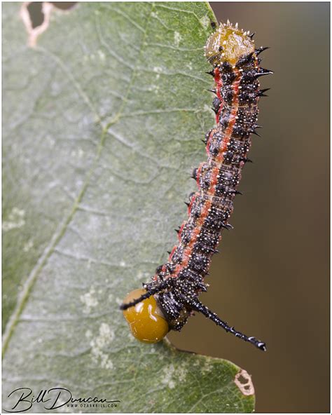 2025 Caterpillar Season Pink Striped Oakworm Moth A Thousand Acres