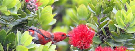 Ny Times Poses A Tough Question About The Fate Of Hawaiiʻs Forest Birds