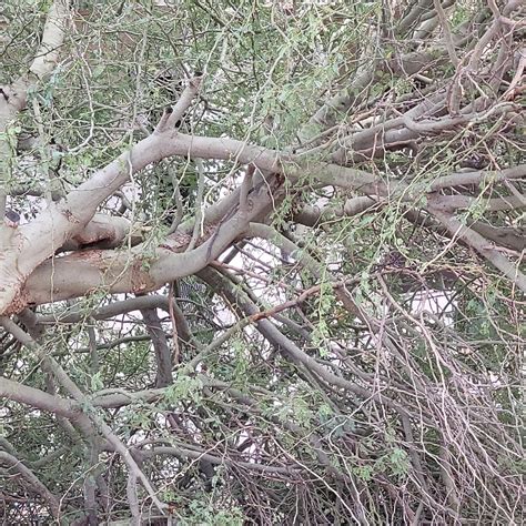 20 Year Old Pala Verde Tree Snapped From Duststorm Yesterday R Arizona
