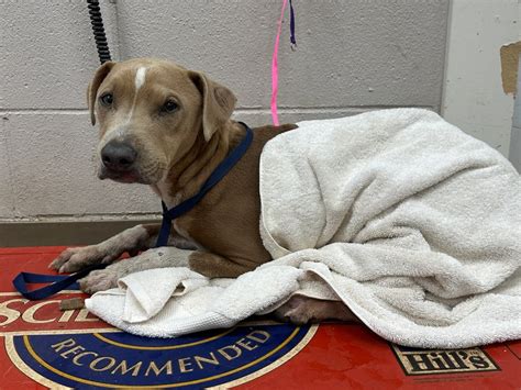 We Are Hoping To Be Inundated Maui Humane Society Works To Rescue