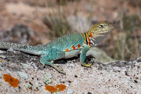 Types Of Lizards In Colorado