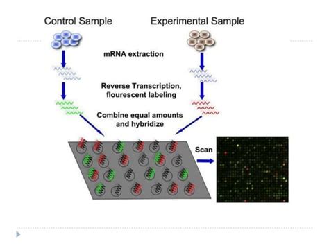 Nucleic Acid Microarray Pptx Chemistry Science