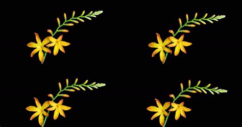 雄黄兰盛开延时摄影2视频素材下载