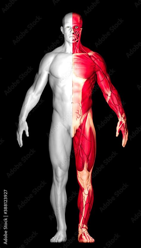 Study Of Human Anatomy Naked Man Seen From The Front Divided In Two