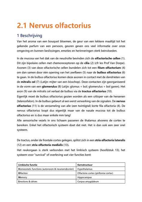 Neuroanatomie Les 2 Nervus Olfactorius 2 Nervus Olfactorius 1