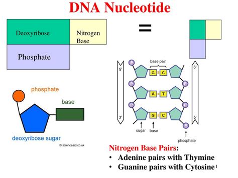 Nitrogen Base Pairs