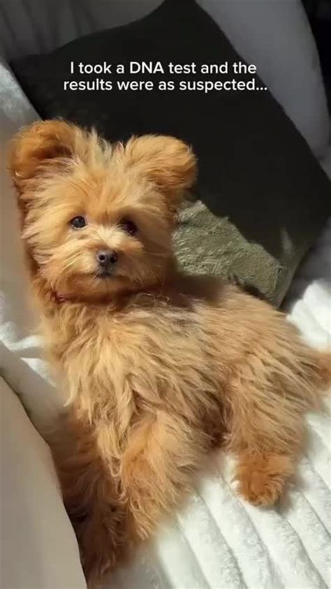 Honeys Dna Results Came Back Album On Imgur