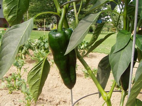 Chile Poblano Mavambo Zvivakwa Mabhenefiti Uye Mashandisiro