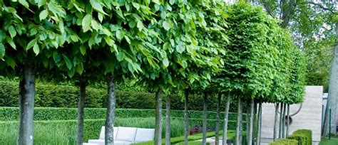 Pleached Trees Explained Types Planting And Buying Guide — Grasslands