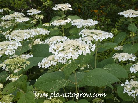 Hass Halo Hydrangea Hydrangea Arborescens Plants To Grow Plants Database By Paul S Drobot
