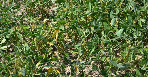 Reminder 1st Year Soybeans Need Inoculant