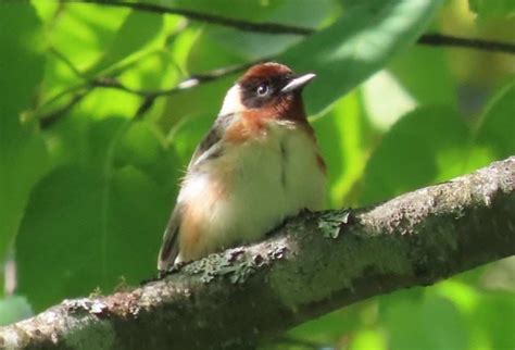 Bay Breasted Warbler Nh Audubon