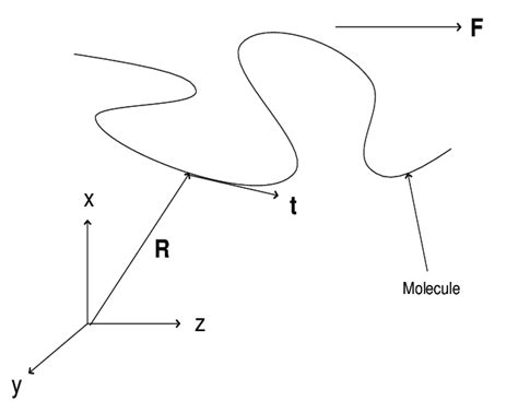 1 Worm Like Chain Model An External Force Is Applied To The Molecule Download Scientific