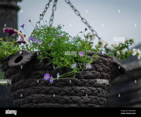 Green Nature In The Lens Of The Camera Trees And Plants In The Open