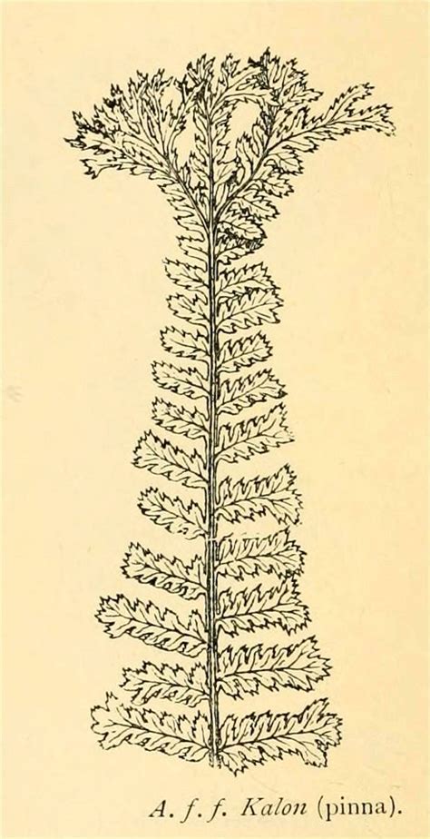 Athyrium Filix Femina Kalon Traditional Visual Art Under Public