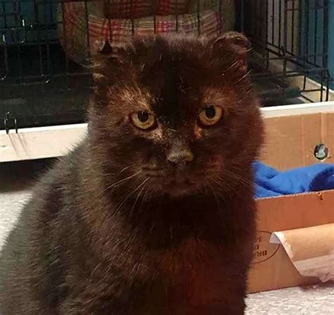 Kassitoa Kassid Cats Help MtÜ