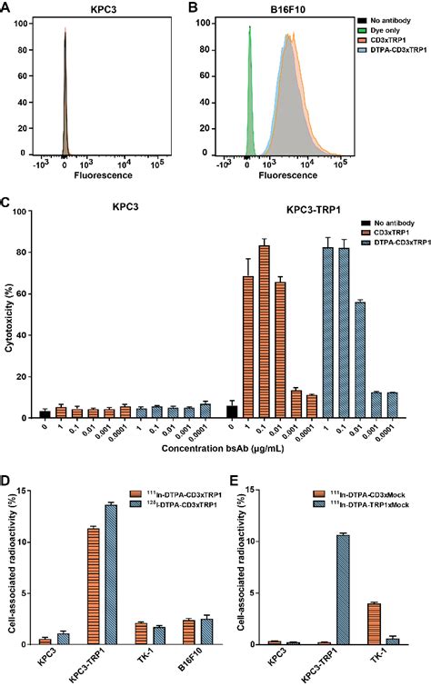 In Vitro Evaluation Of Cell Binding And Cytotoxicity Of Cd3xtrp1 After